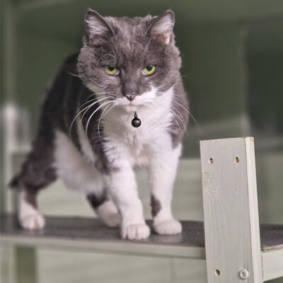 Gallery - Copdock Kennels & Cattery Suffolk