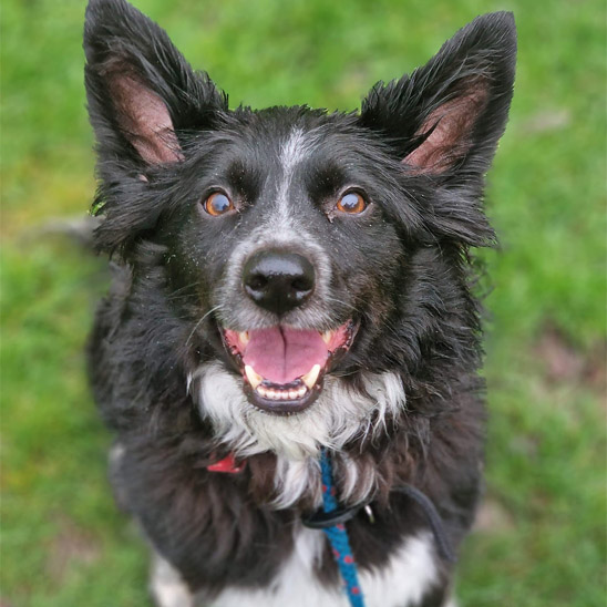 Gallery - Copdock Kennels & Cattery Suffolk