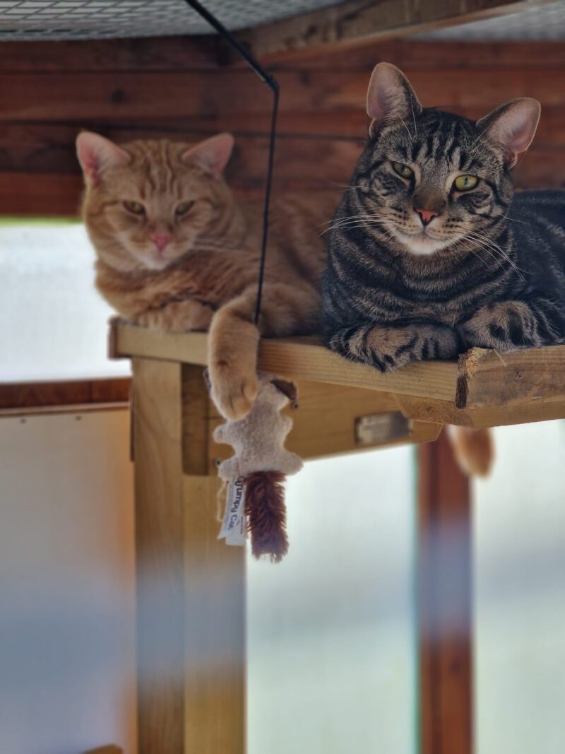 Gallery - Copdock Kennels & Cattery Suffolk