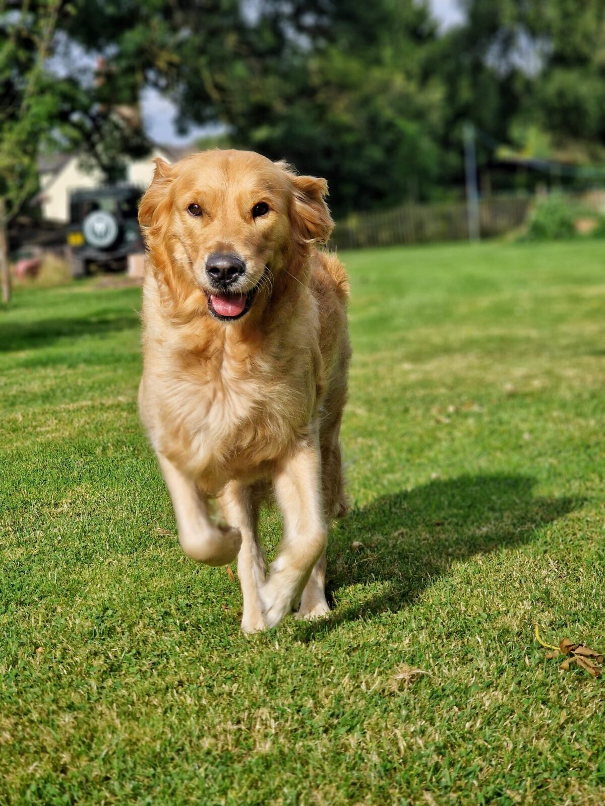 Gallery - Copdock Kennels & Cattery Suffolk
