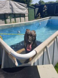 Gallery - Copdock Kennels & Cattery Suffolk